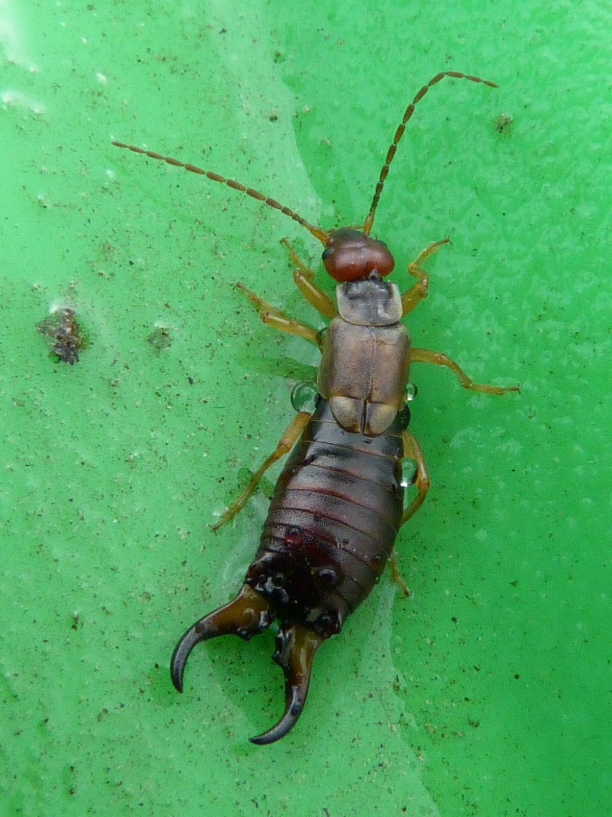 Insects of Scotland: Earwigs/Stick Insects