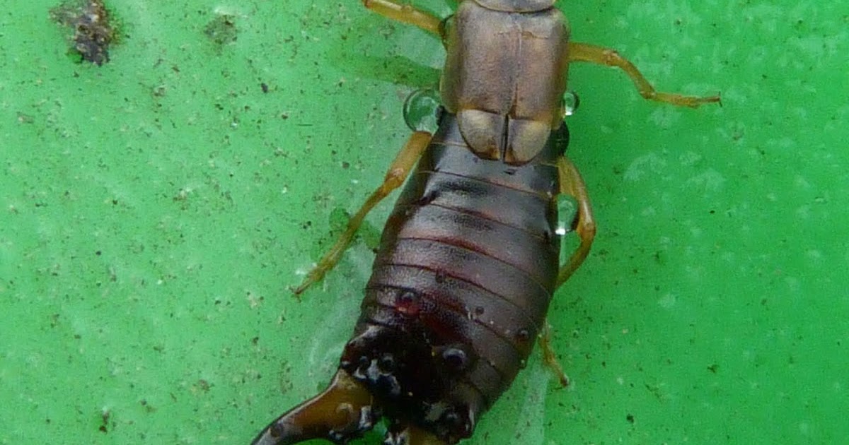 Insects of Scotland: Earwigs/Stick Insects