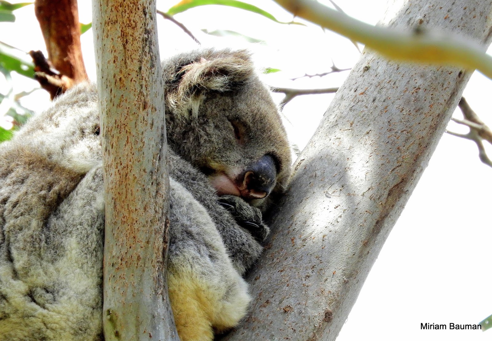 Koala - Travels With Birds