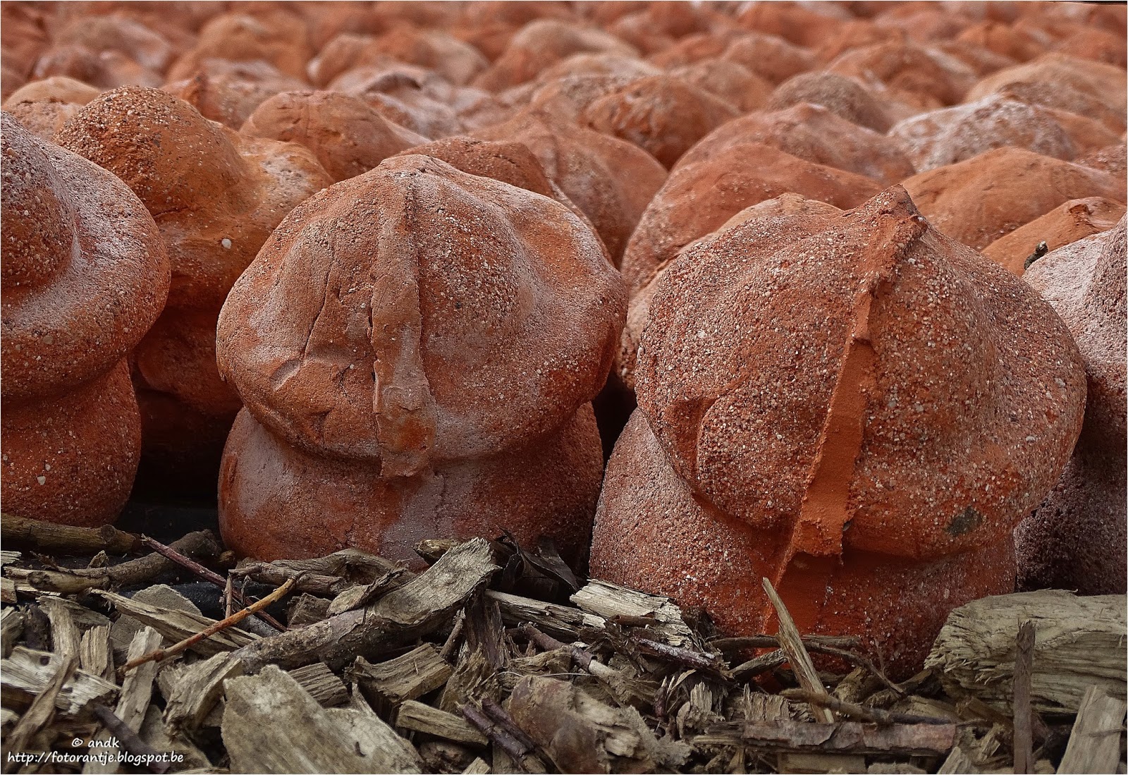 fotorantje: ruggengraat