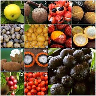 Meio Ambiente: Cultivar frutas nativas amazônica manterá floresta em pé