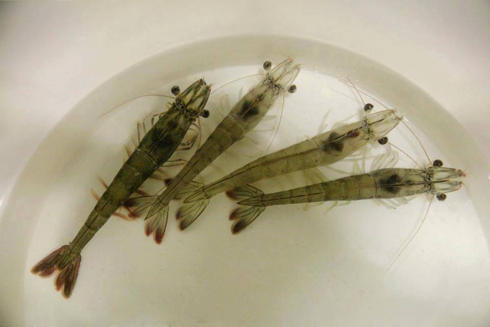 Cara Penebaran Benur Yang Baik dan Benar - Seputar Tambak Udang dan Bandeng