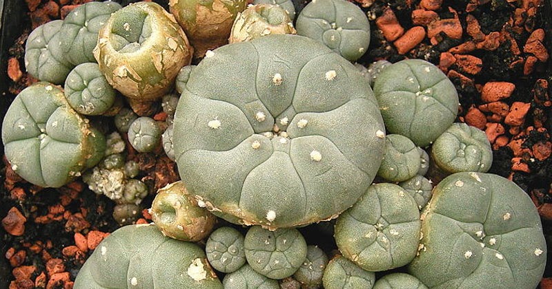 Mescalina - EP Human