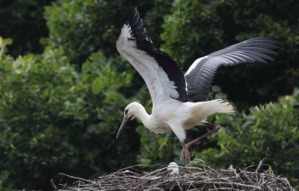 Storks ready for takeoff