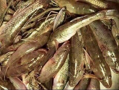 Popular Fishes In Odisha - Odia Khana Khazana | Odisha Recipes | Odisha ...