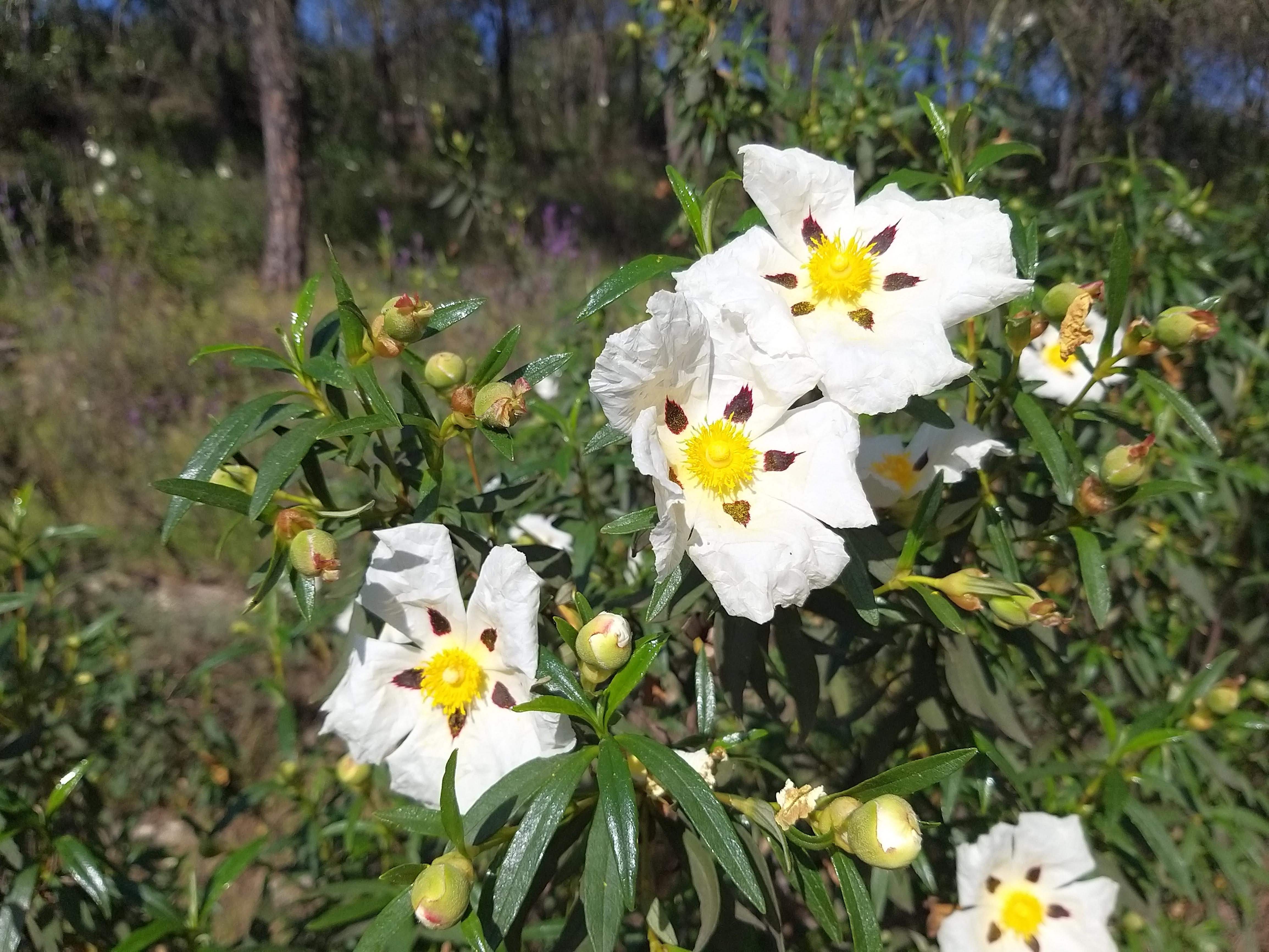 estado de Barrancos: Flora - a esteva, da época