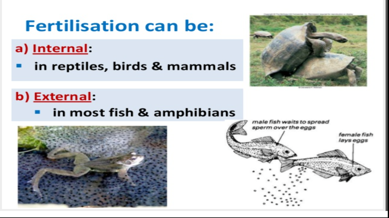 VIII, Science, Reproduction in Animals