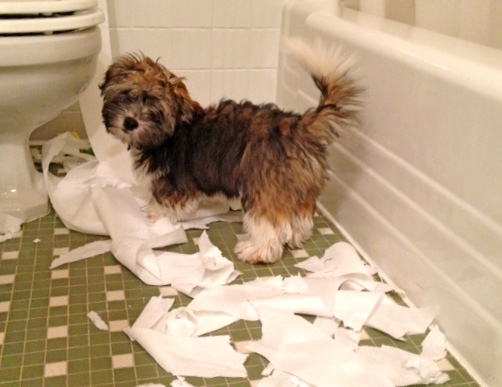 To Dog With Love: Does Your Dog Shred Paper?