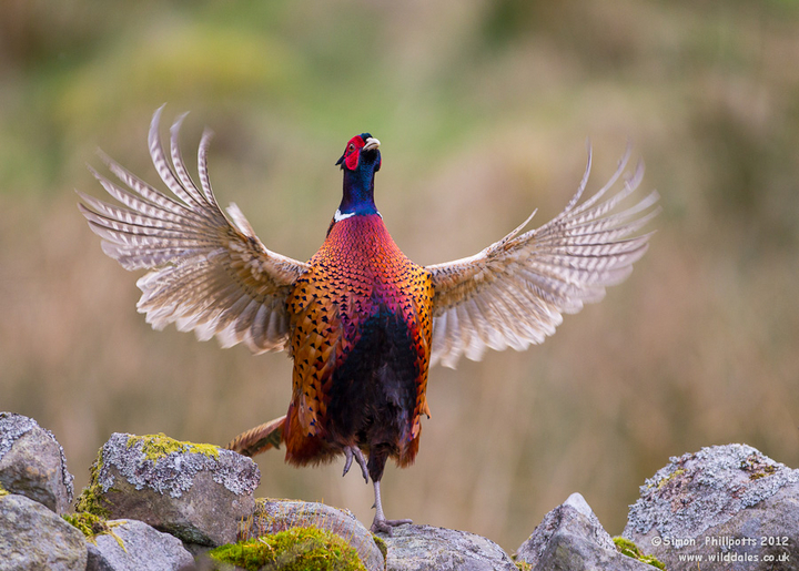 World Beautiful Birds : Pheasant Birds | Facts & Latest Pictures