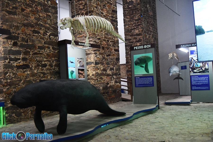 VOZ DE ILHA GRANDE : Museu do Mar, para você visitar sem sair de casa