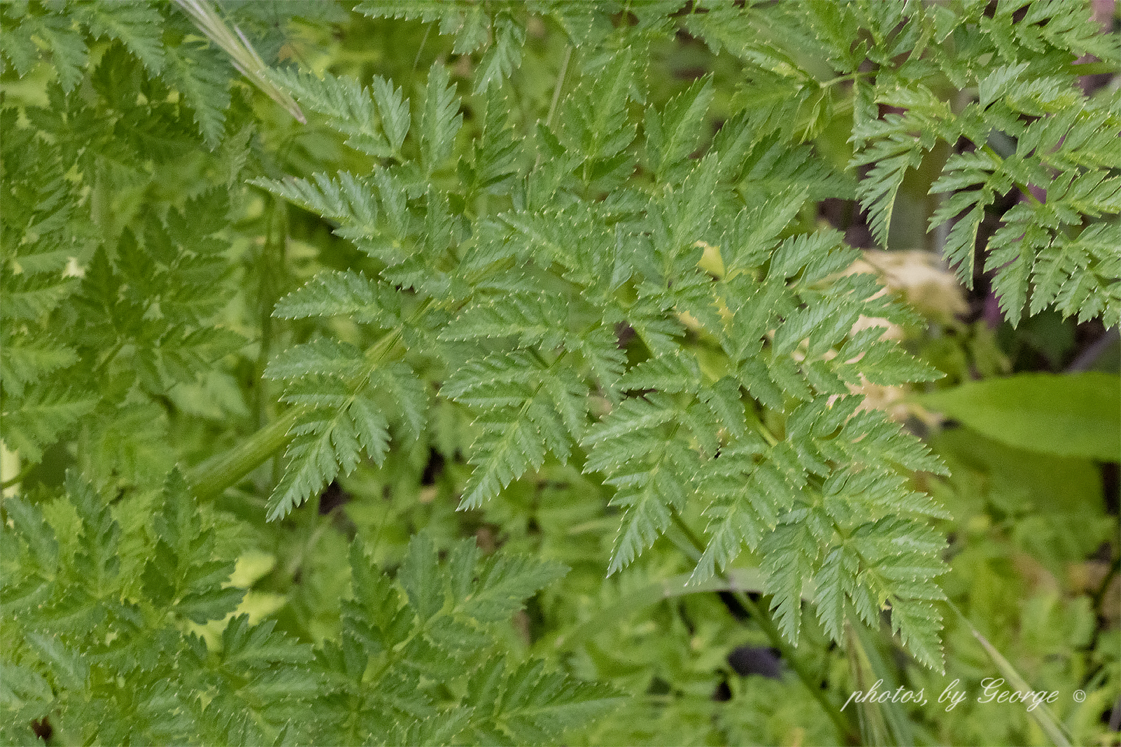 "What's Blooming Now" : Poison Hemlock (Conium maculatum)