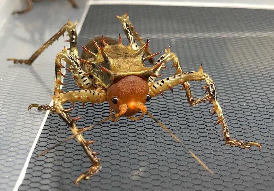 TYWKIWDBI ("Tai-Wiki-Widbee"): Armored cricket (real - not a toy)