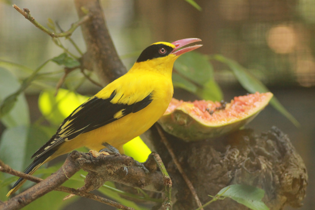 Merawat Burung Kepodang Agar Cepat Gacor - CV. Berkah Bersama