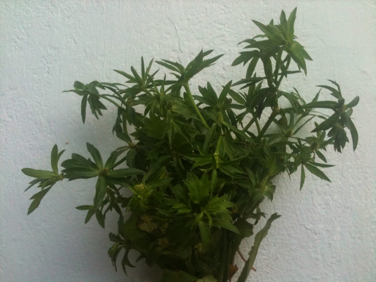 Home Remedies: Spirit Weed