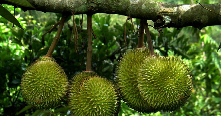 Analisis Lokus dan Keragaman Sumber Daya Genetik Durian (Durio sp ...