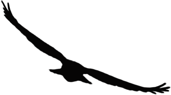 Gifs animados de aves volando - Imagui