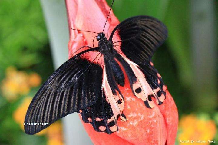 World’s Rare Photos And News!: Rare Butterflies
