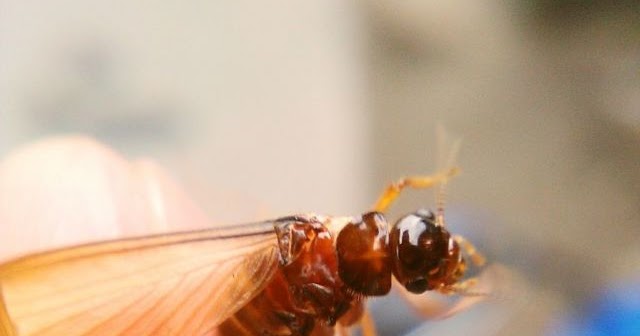 Nur Mallo Junior: 10 FAKTA SOAL HIDUP LARON YANG TERNYATA TRAGIS ...