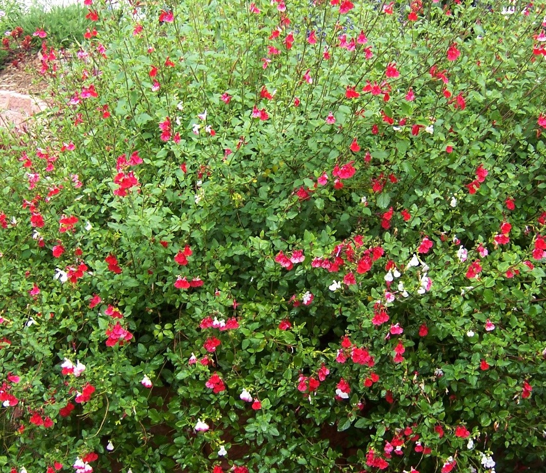 The 2 Minute Gardener: Photo - Hot Lips Sage (Salvia microphylla 'Hot ...