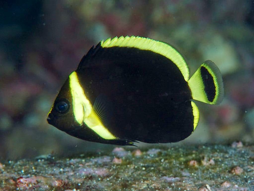 Angelfish - Ikan Angel