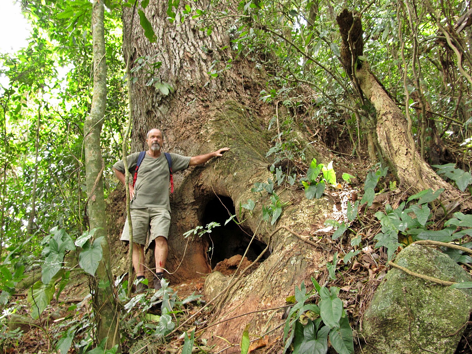 Trilhas e Pedais : Quitite e a árvore gigante