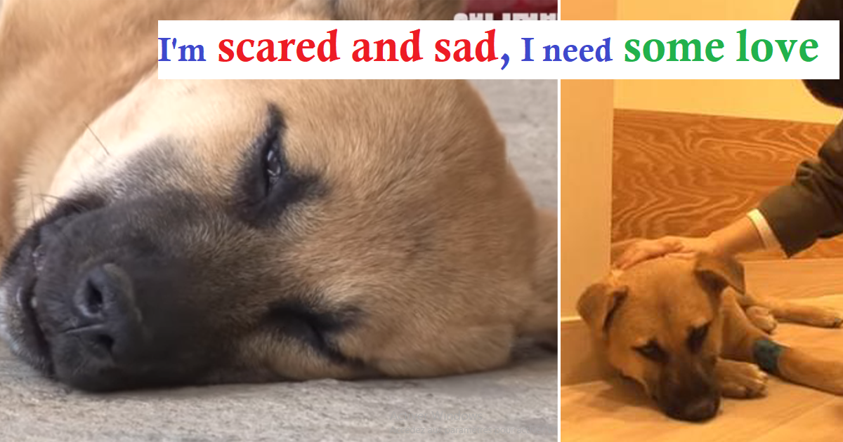 Stray Dog Cries Himself To Sleep Every Night Suffering Trauma