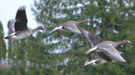 Bird of the Day: Greater White-fronted Goose