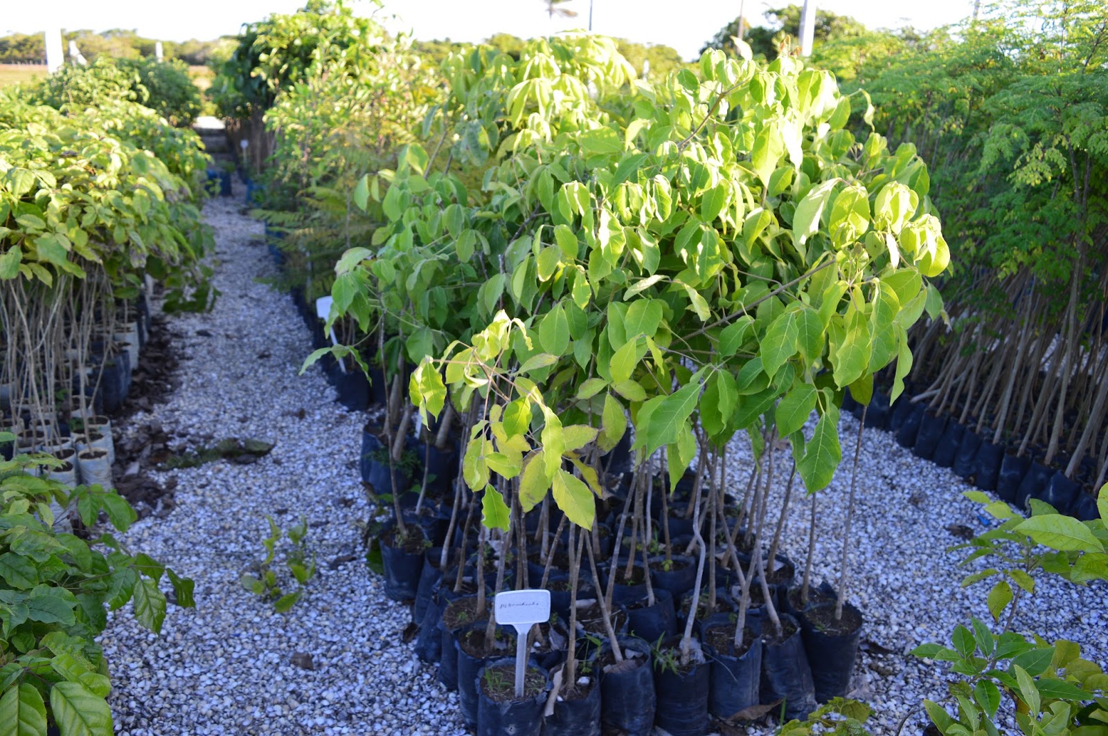 Mudas Nativas para Reflorestamento e Arborização Urbana em Recife ...