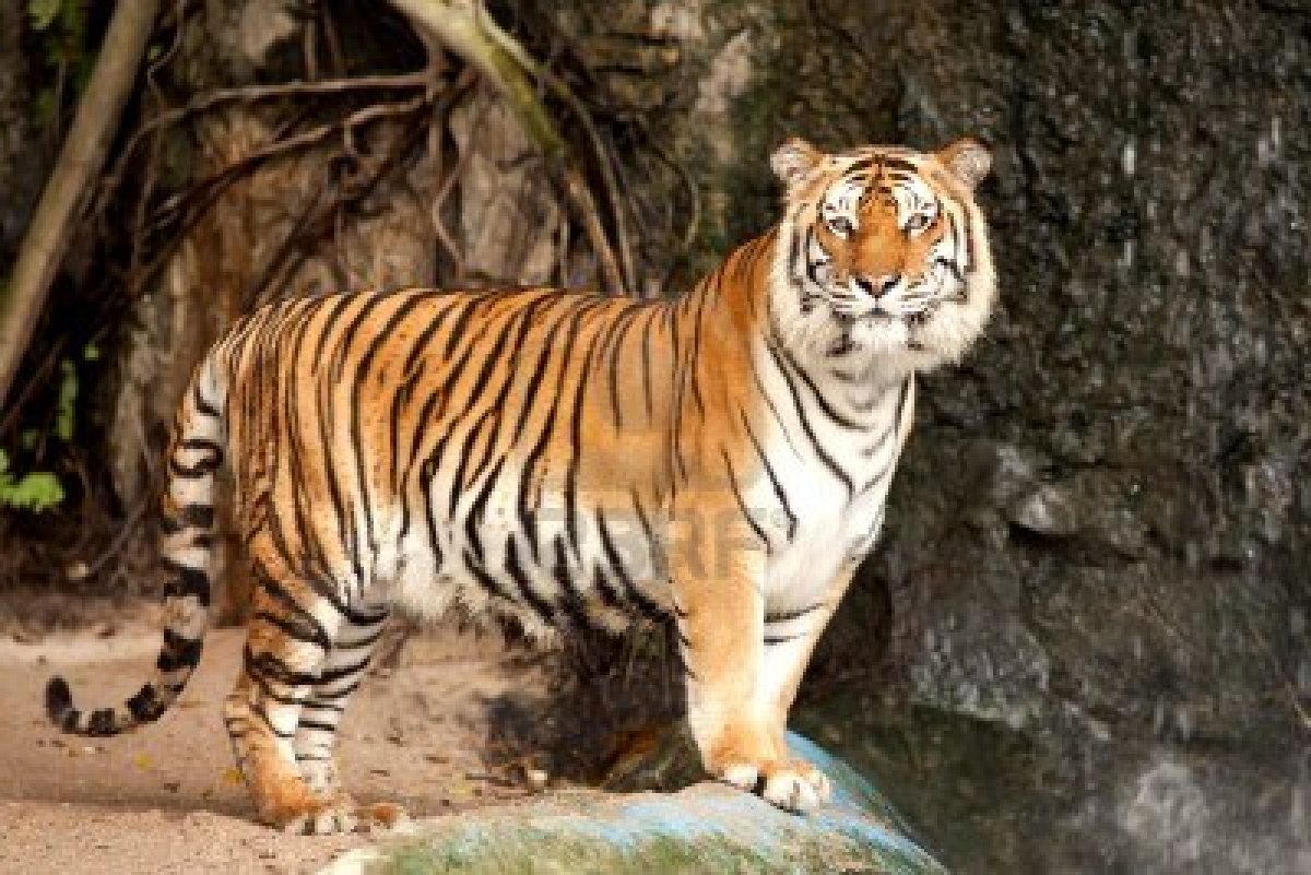 enciclopedia de animales: el tigre