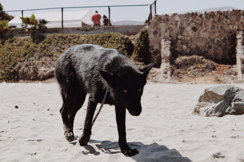 EADD TV / VIDEO CHANNEL: Es el CALUPOH (Perro lobo de mexico) una NUEVA ...