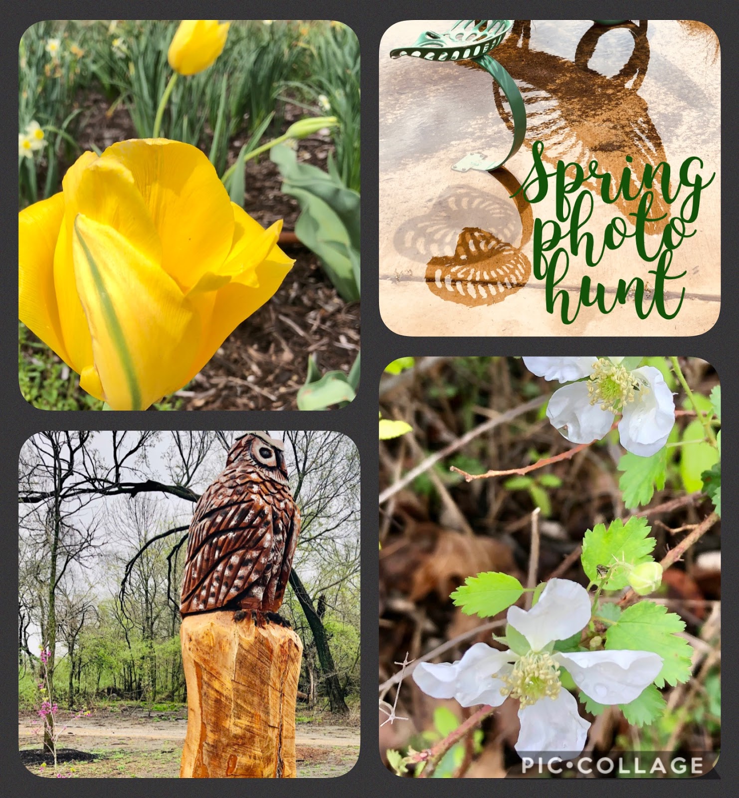 Spring Photo Challenge for my students