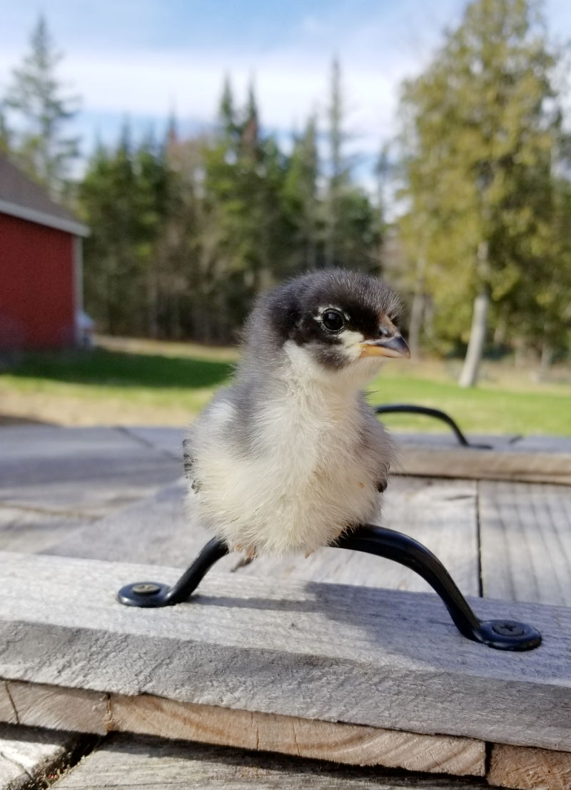 Expert Tips for Basic Baby Chick Care - Fresh Eggs Daily® with Lisa Steele
