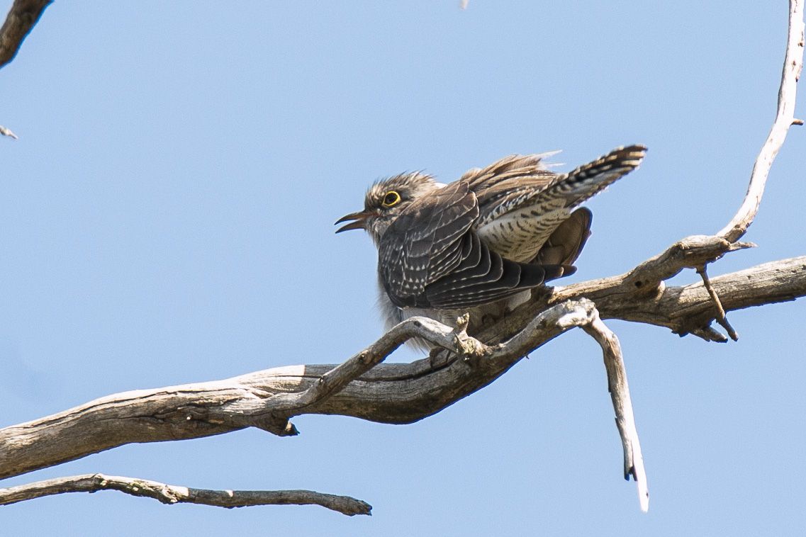 BIRDS of KILMORE, AUSTRALIA: Cuckoos