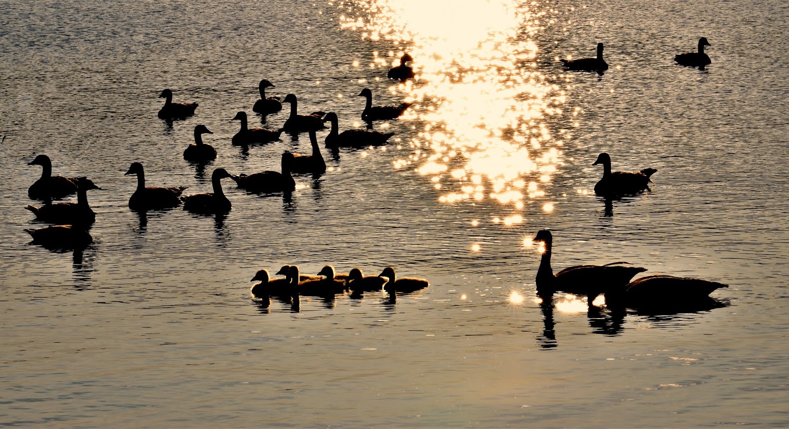 Den'sphotogallery: Canada Geese Portfolio