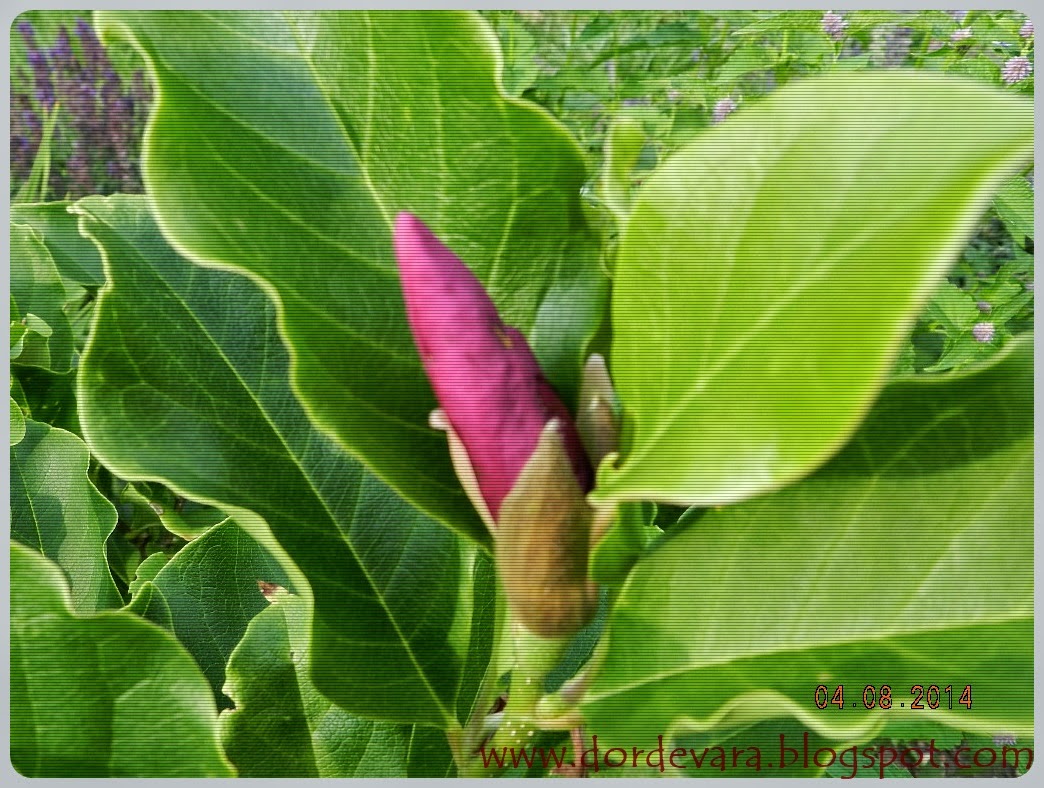 Dor de Vara : Magnolia inflorita vara
