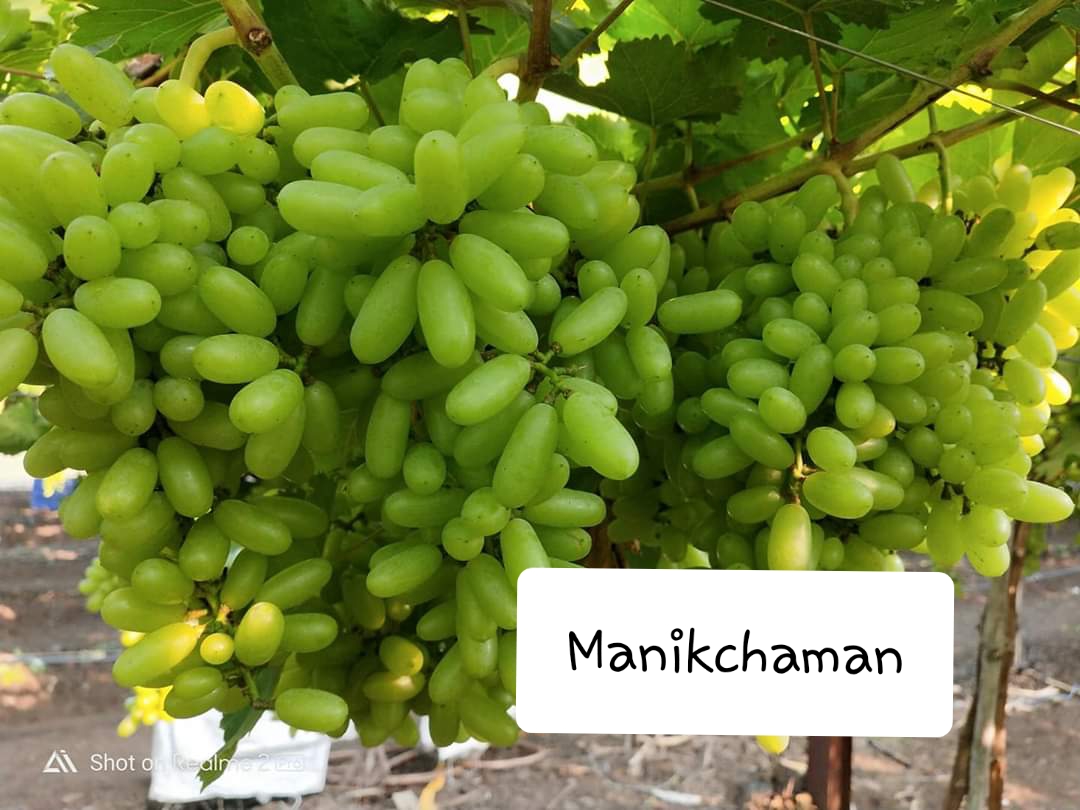 Galeri Foto Buah Anggur India Varietas Manik Chaman