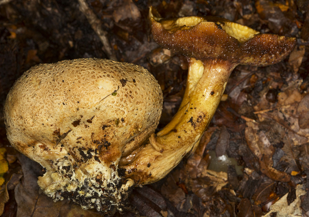 A Parasitic Fungus | Naturally