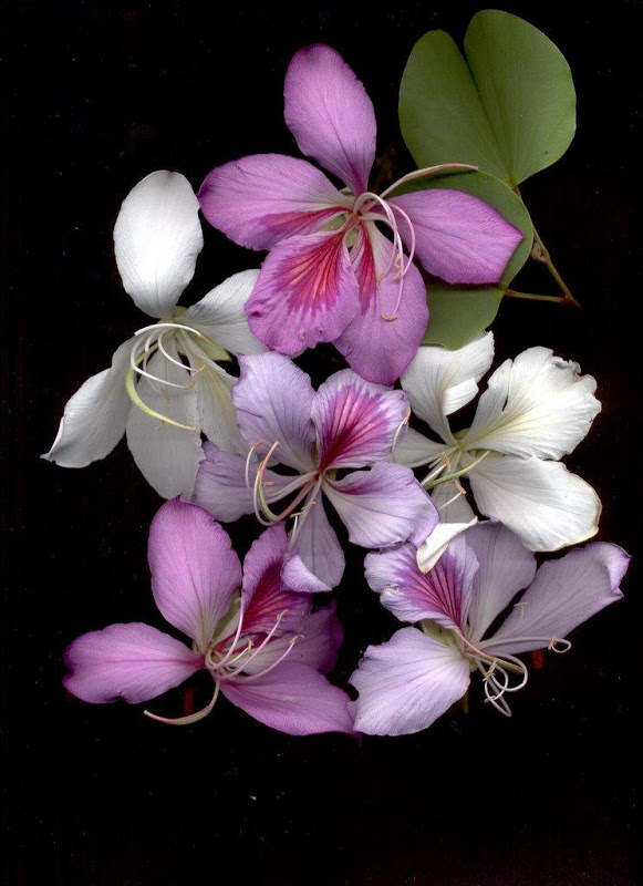 LEAVES OF GRASS: SCANNING FLOWERS... ESCANEANDO FLORES