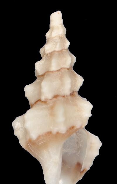 Variety of Life: Carinodrillia