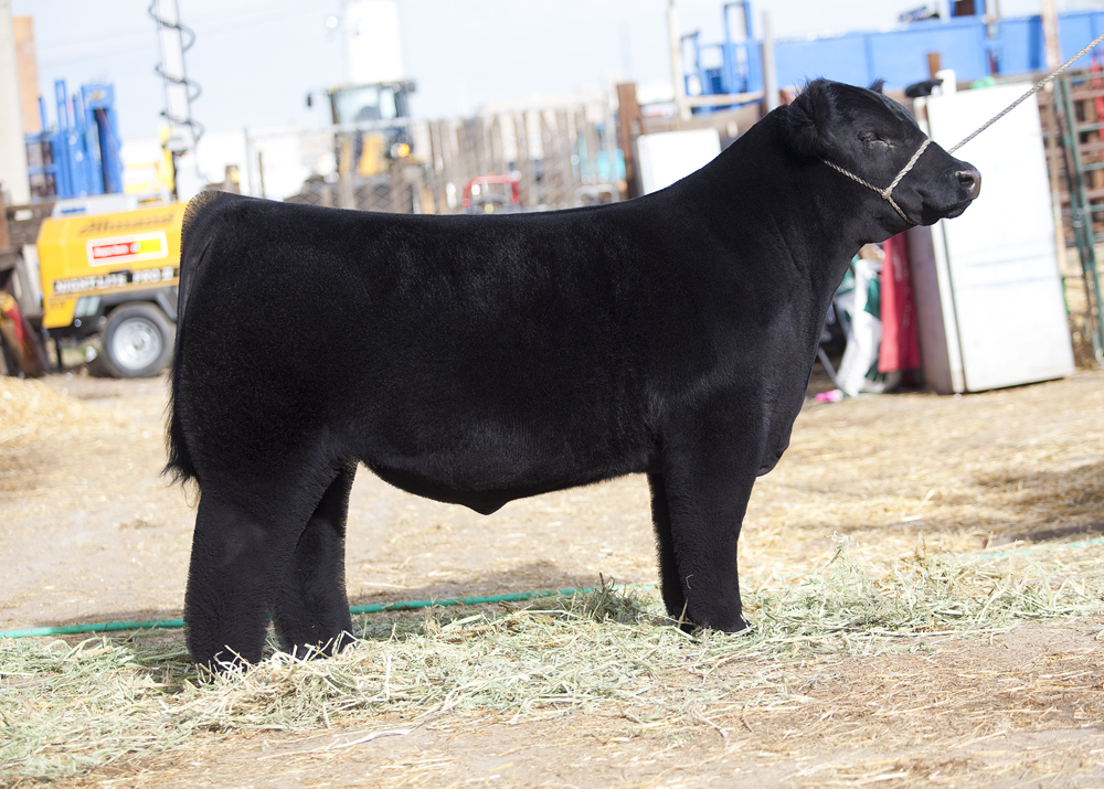 RCC Blog: Rodgers Bulls