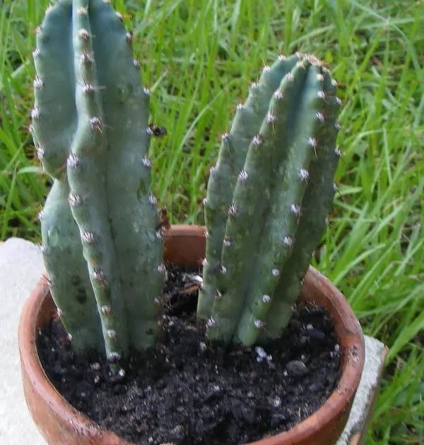 أنواع الصبار 🌵