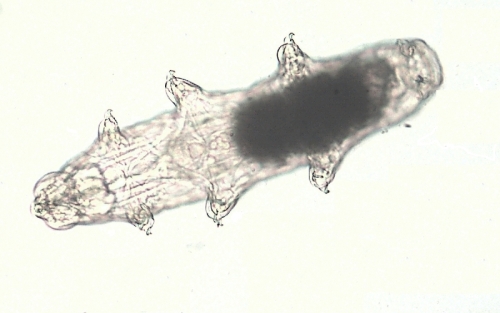 Old writer on the block: Hunting the elusive tardigrade