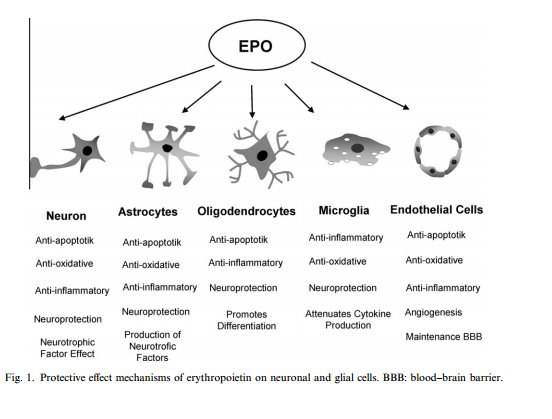 BIOL4550JJ: Erythropoietin - Function