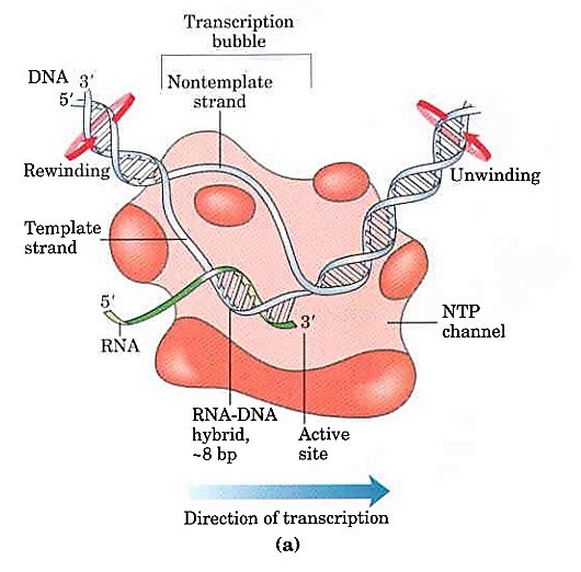 Biochemistry Class notes: RNA Metabolism : Basics