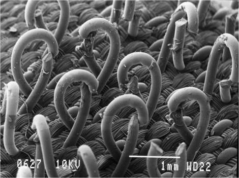 Microscopio: Velcro (cierre abrojo)