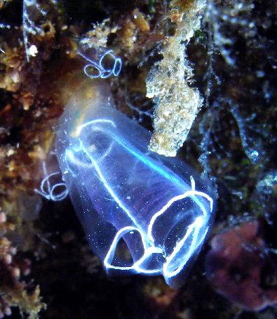 La Siniestra Fundación SCP: SCP-1014 - Jonás Crusoe