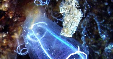 La Siniestra Fundación SCP: SCP-1014 - Jonás Crusoe