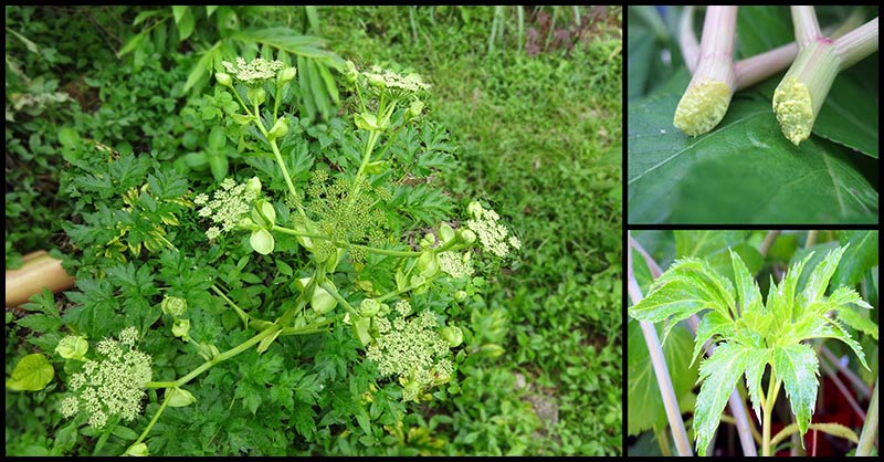 Ashitaba: The Incredible Green Plant With Many Health Benefits | Dr ...