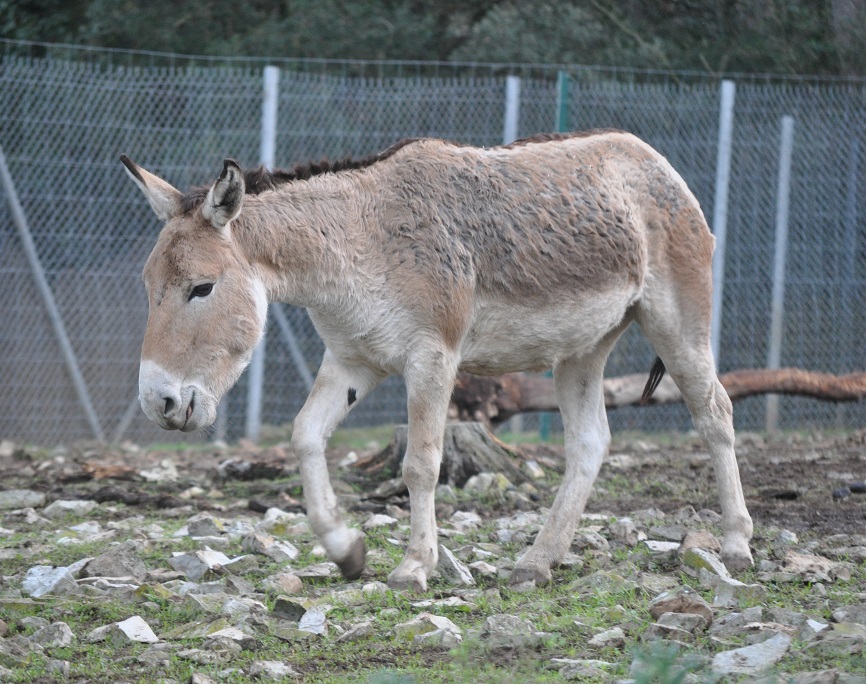 ZOOTOGRAFIANDO (6.100 ANIMALS): KULÁN, ONAGRO / KULAN/ONAGER (Equus ...
