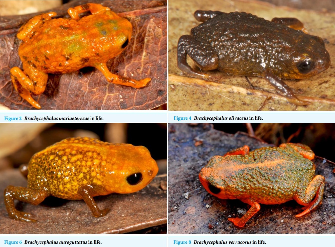 Species New to Science: [Herpetology • 2015] Seven New Microendemic ...